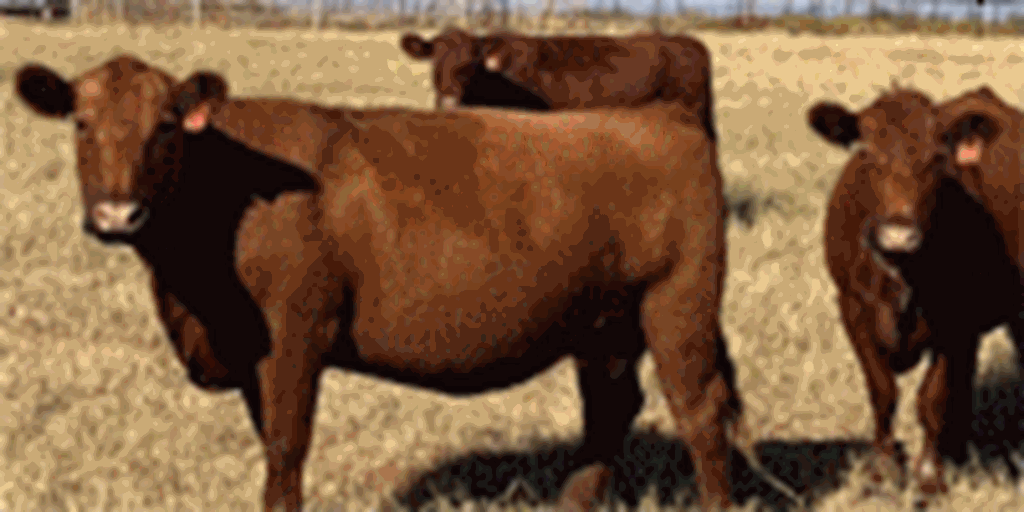 Listings Cattle Range