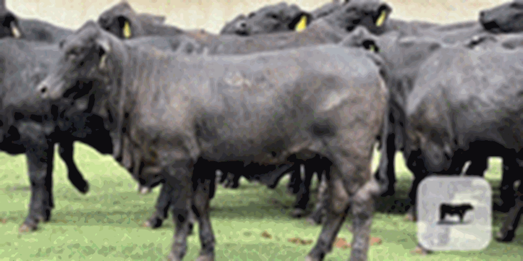 25 And Up Cattle Range