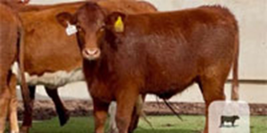 Listings Cattle Range