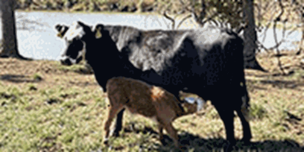 Listings Cattle Range