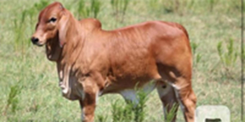 Listings Cattle Range