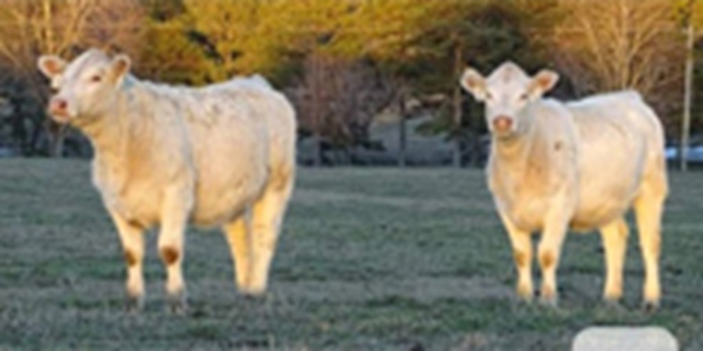 Listings Cattle Range