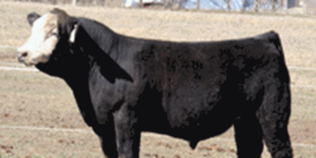 Listings Cattle Range