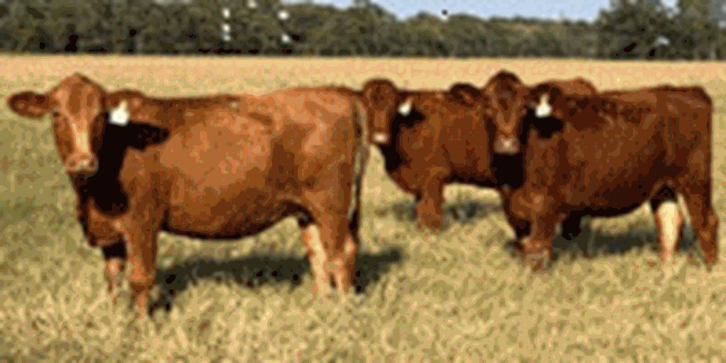 25 And Up Cattle Range