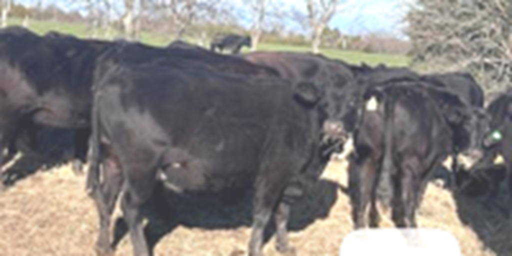 25 And Up Cattle Range