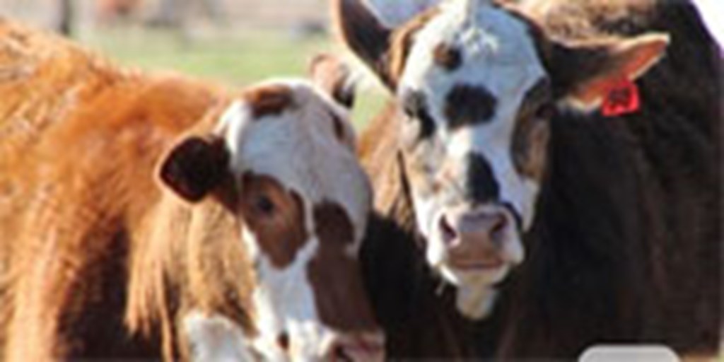 Listings Cattle Range