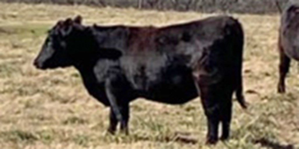 Listings Cattle Range