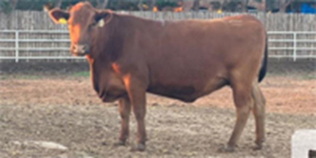 Listings Cattle Range