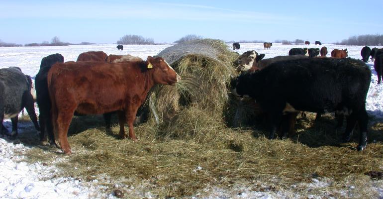 Maximize your Winter Feeding Strategy with Bale Grazing Cattle Range