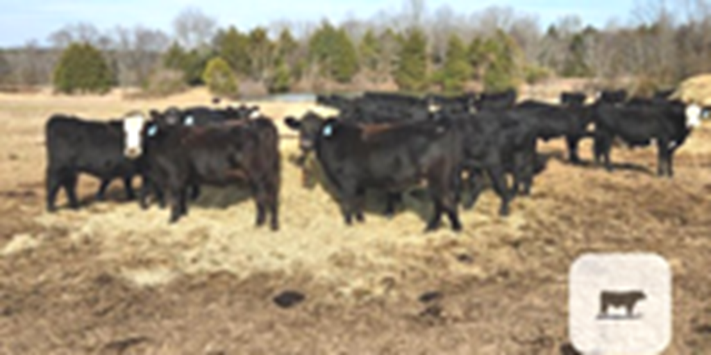 Listings Cattle Range