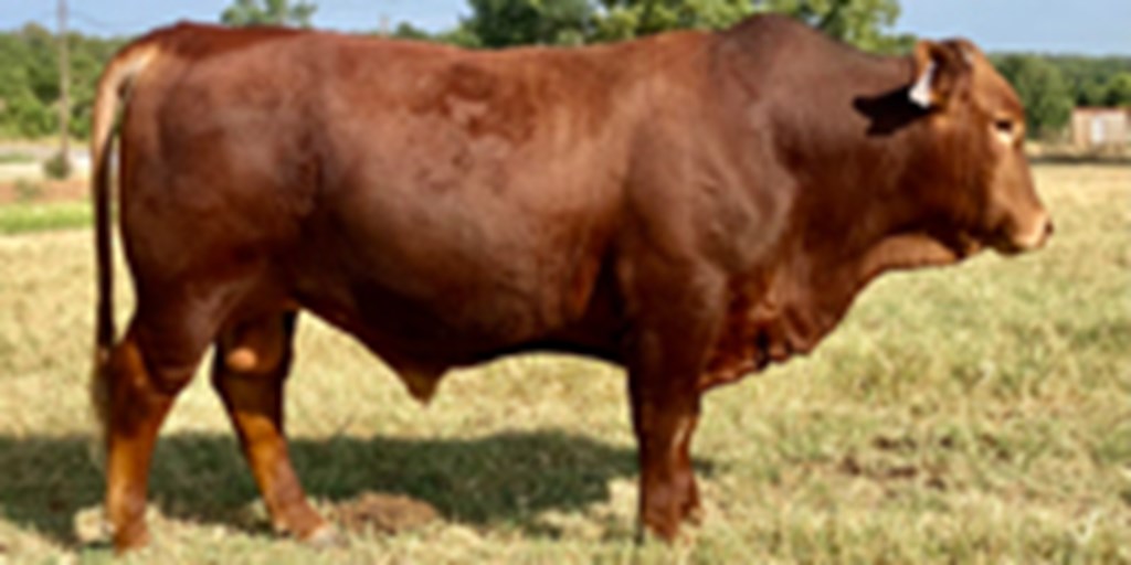 Beefmaster Cattle Breed