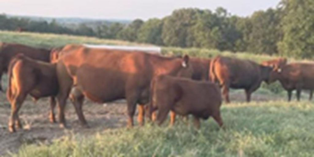 Listings Cattle Range