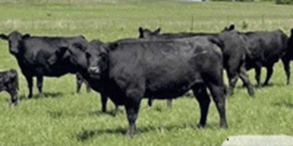 Listings Cattle Range