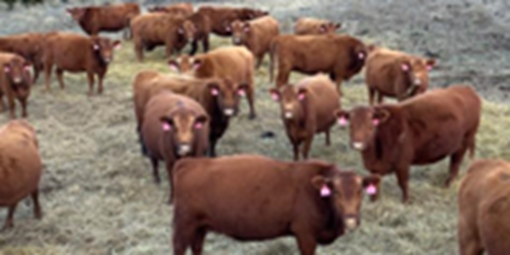 Listings Cattle Range