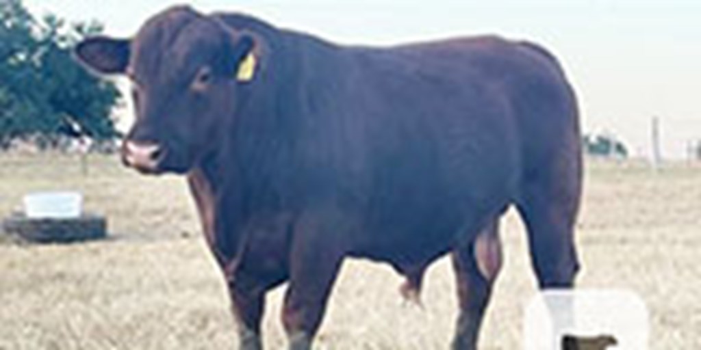 Listings Cattle Range