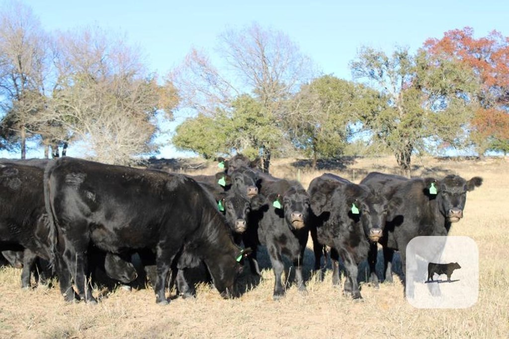 28 Angus Bred Heifers... Central TX Cattle Range