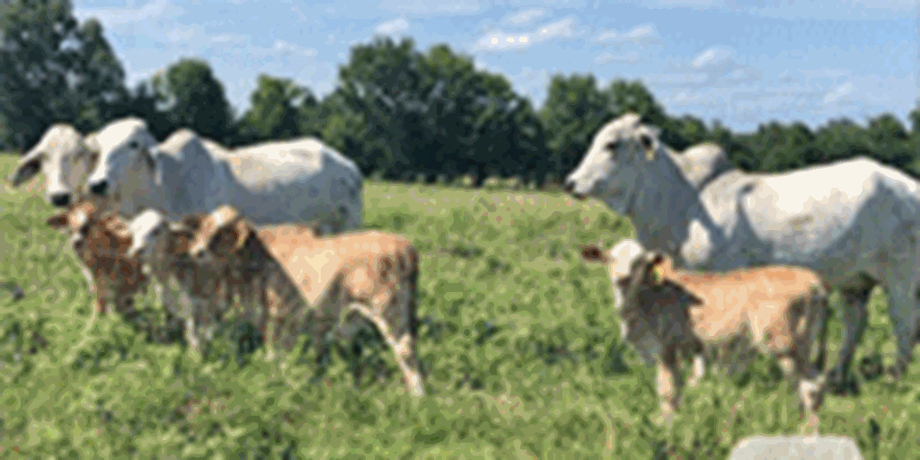 Listings Cattle Range