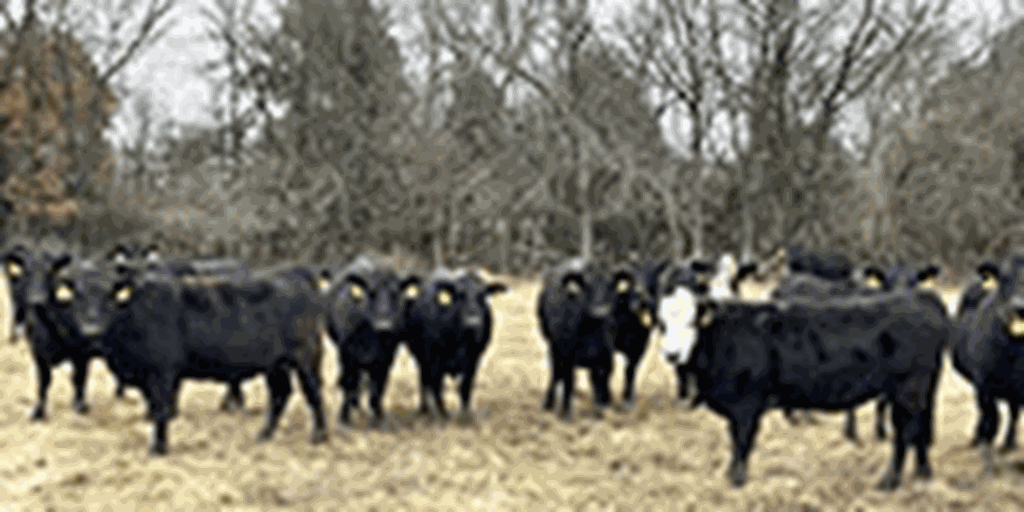 Listings Cattle Range