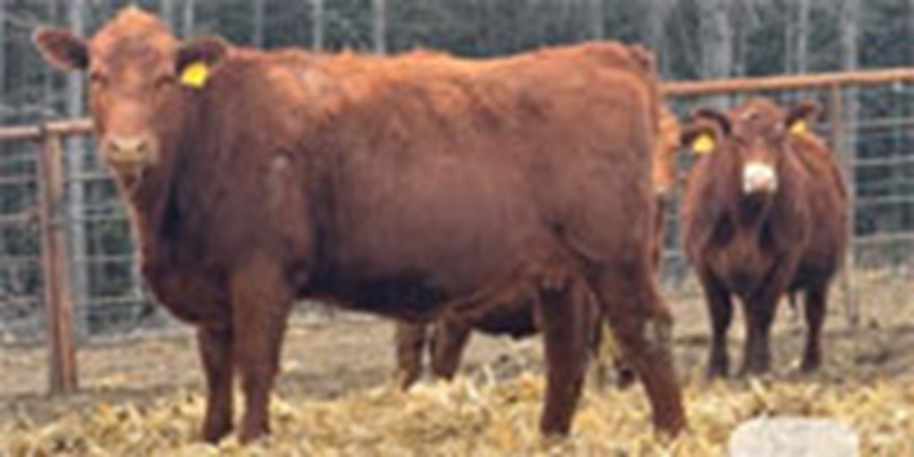 Listings Cattle Range