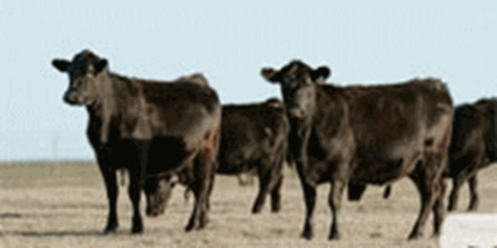 Listings Cattle Range