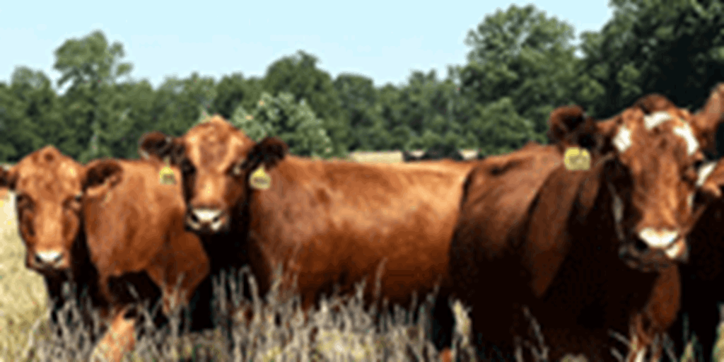 24 And Under Cattle Range