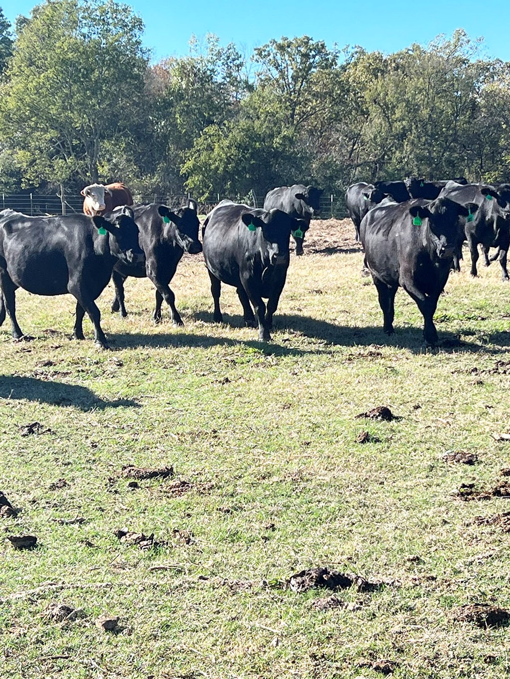 20 Angus & Angus Cross Cows... Northeast TX Cattle Range