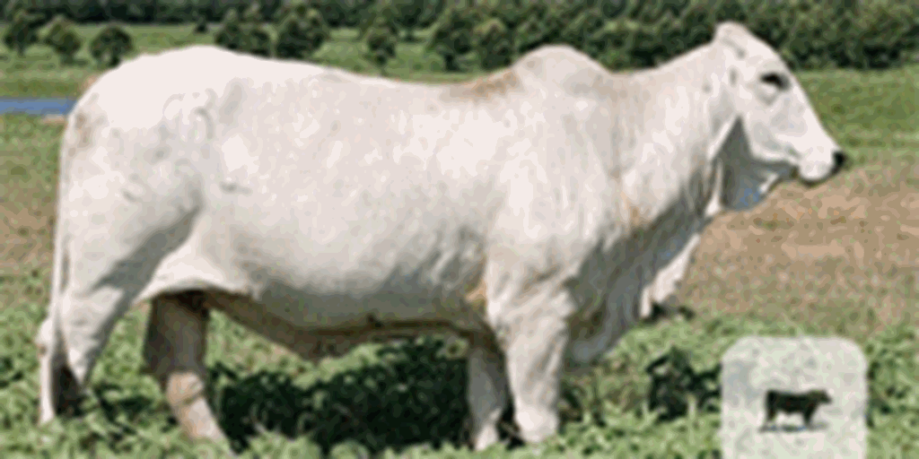 Listings Cattle Range