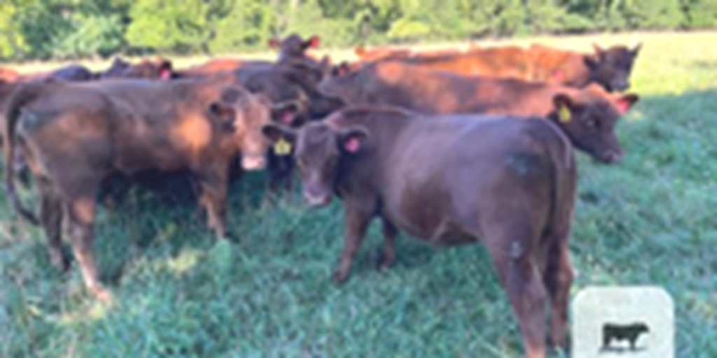 Listings Cattle Range