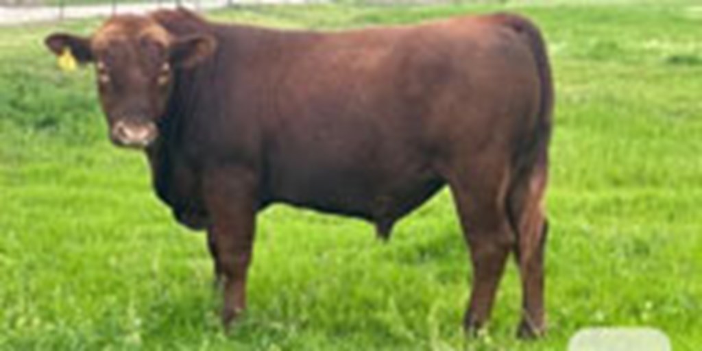 Listings Cattle Range