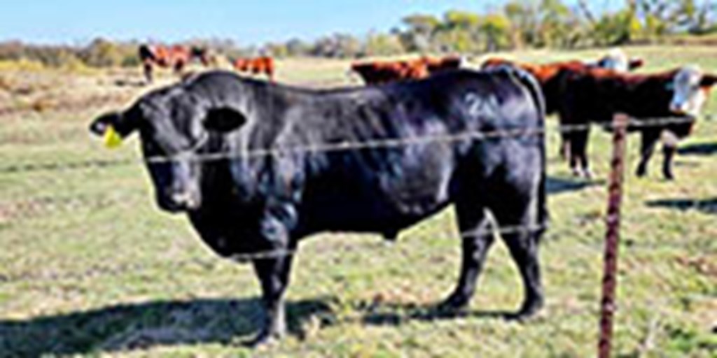 Listings Cattle Range