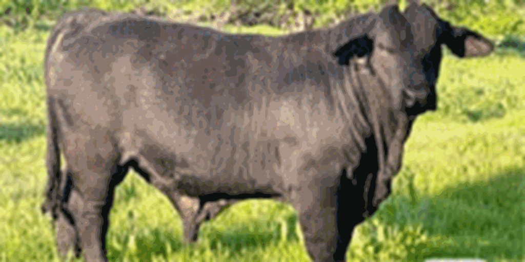 Listings Cattle Range