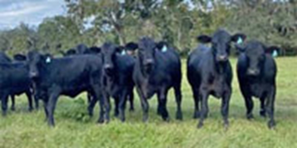 Listings Cattle Range