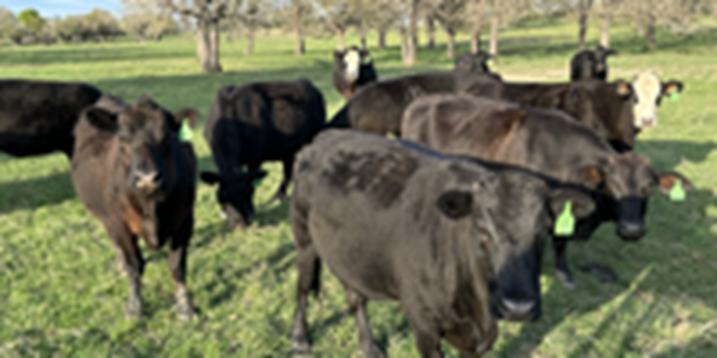 Listings Cattle Range