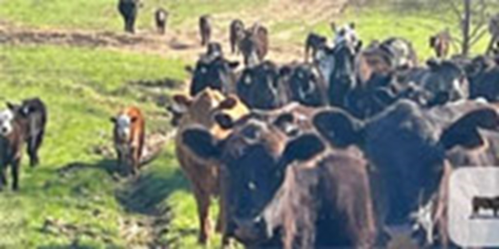 Listings Cattle Range