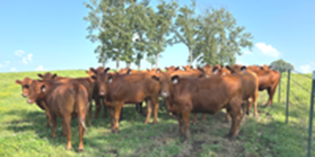 Listings Cattle Range