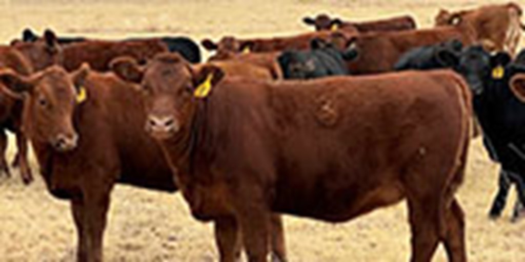 Listings Cattle Range
