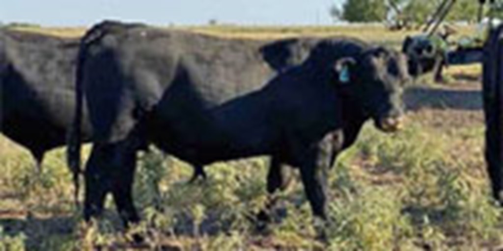 Listings Cattle Range