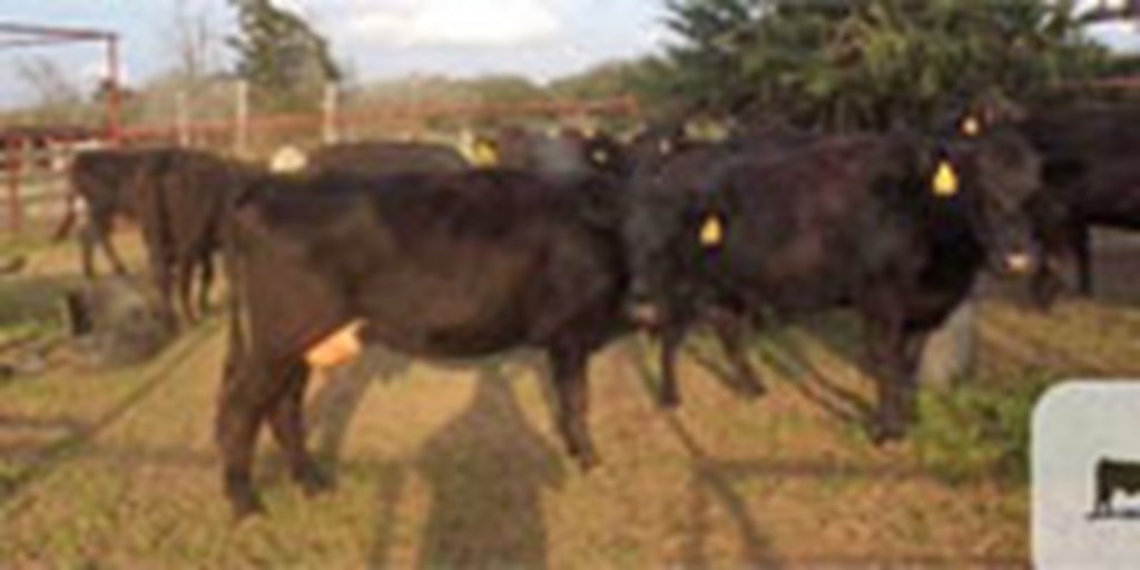 Listings Cattle Range