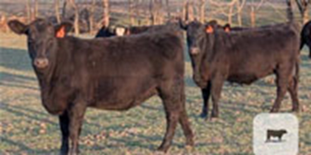Listings Cattle Range