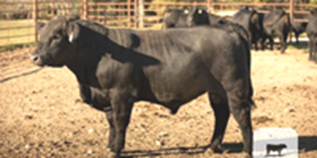 24 And Under Cattle Range