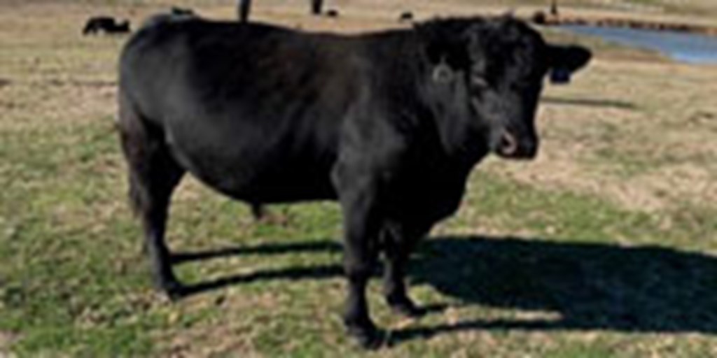 Listings Cattle Range