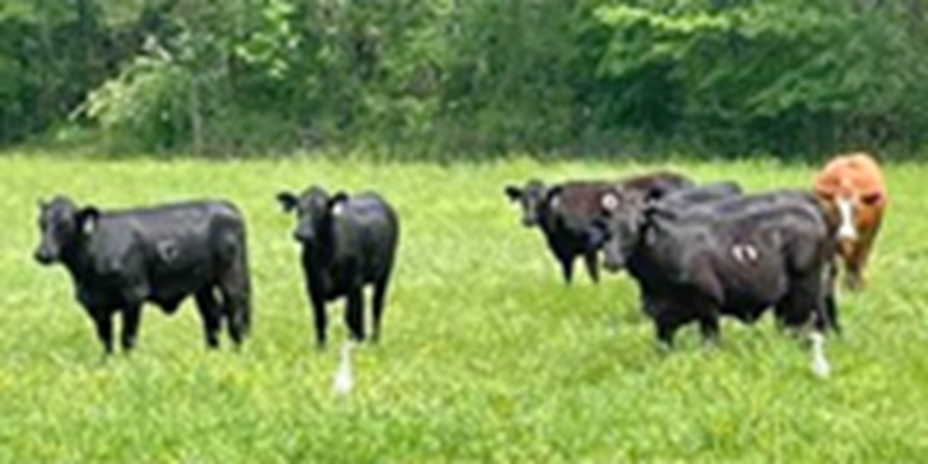 Listings Cattle Range