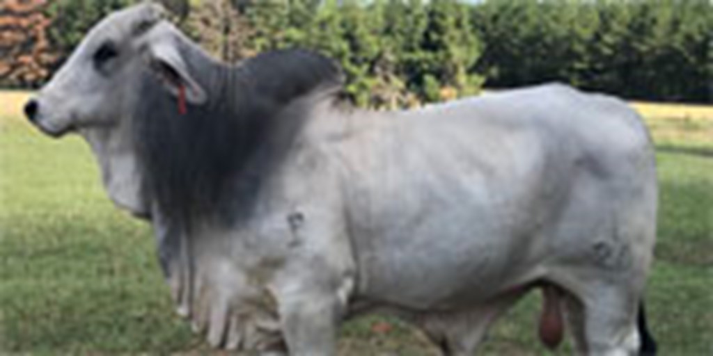 Gray Brahman Cattle