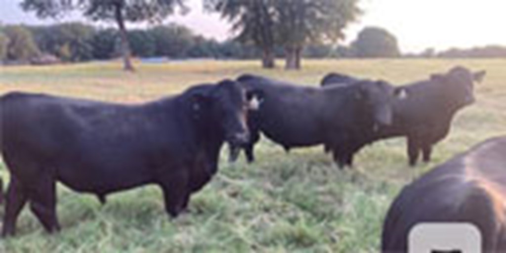 Listings Cattle Range