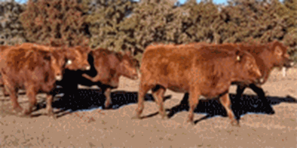 Listings Cattle Range