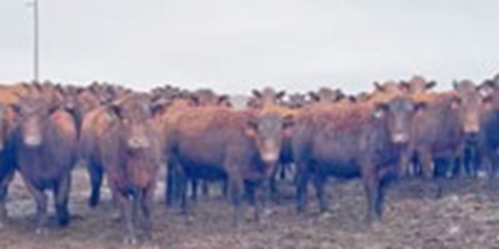 Listings Cattle Range