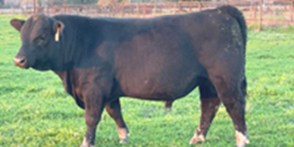 Listings Cattle Range