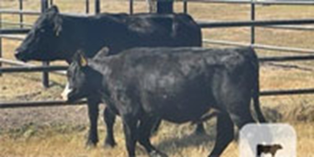 Listings Cattle Range