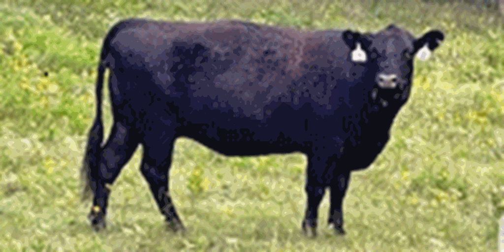 25 And Up Cattle Range