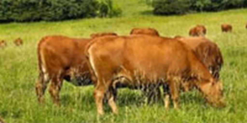 Listings Cattle Range